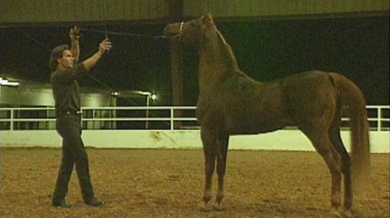 Patrick Swayze Presenting His Champion Arabian Stallion